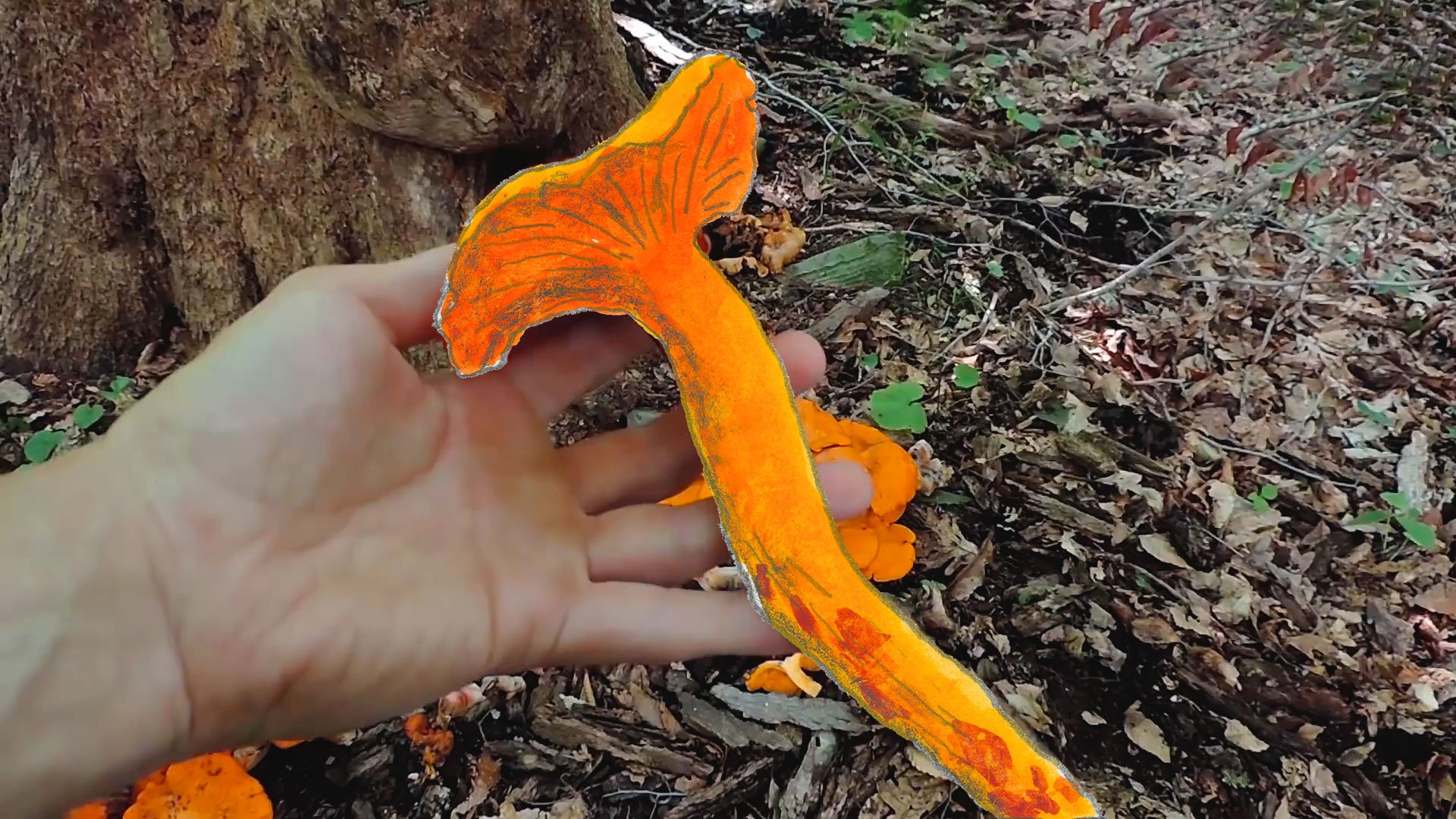 Member Spotlight: Meryl Jones Williams of Goldilocks